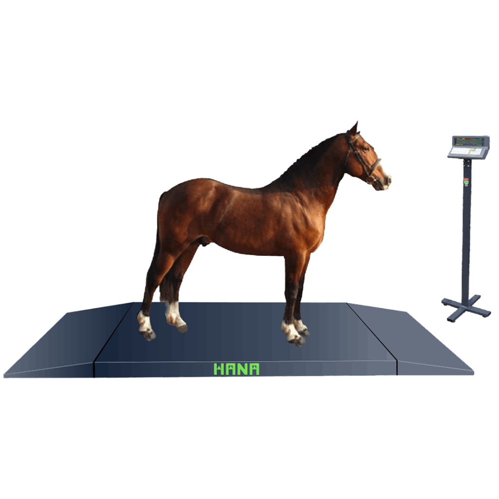 Horse Scale – Hana Terazi